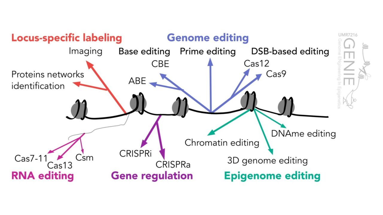 Genome Engineering in Epigenetics (GENIE) | Plateformes