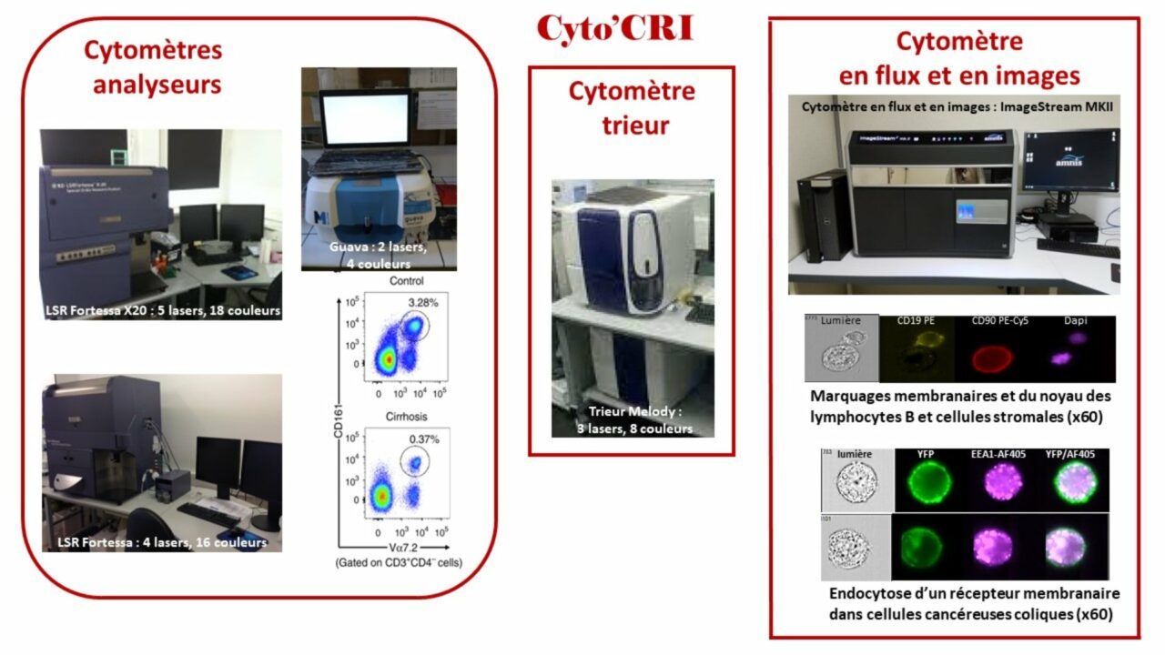 Plateforme de cytométrie en flux – Cyto’CRI | Plateformes